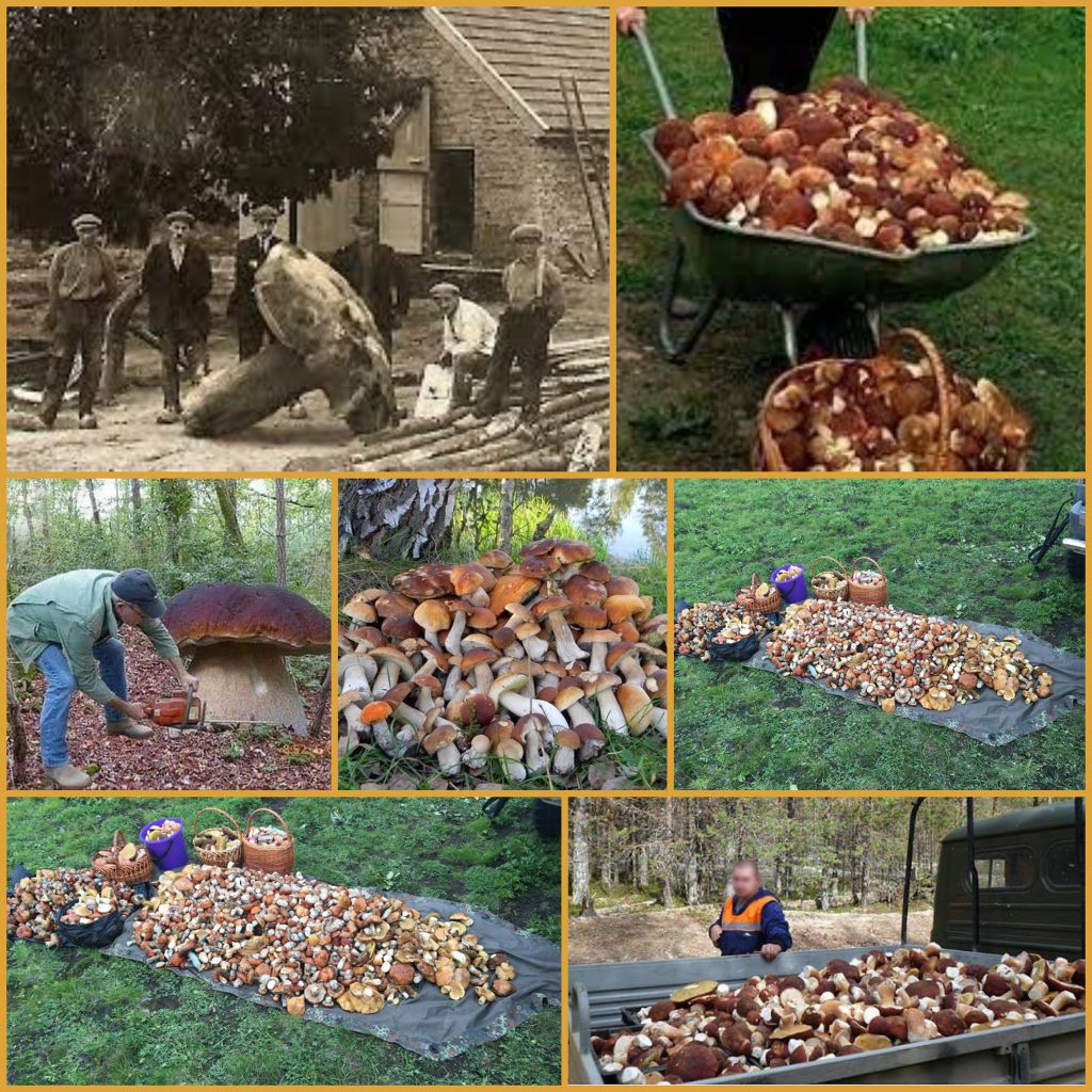 STARÁ ŠUMAVA: Houby a houbařiZa krásnější Vimperk | Za krásnější Vimperk
